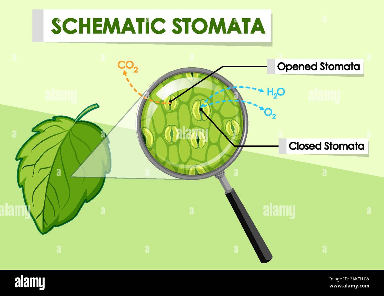 Diagrama De Estomas Abiertos Y Cerrados