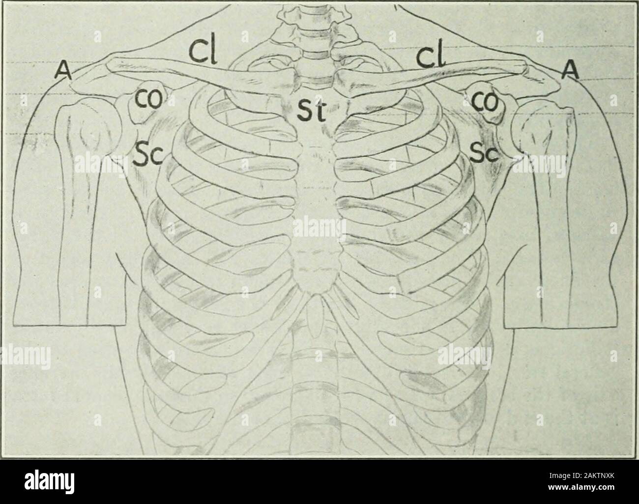 Movimientos De La Cintura Escapular