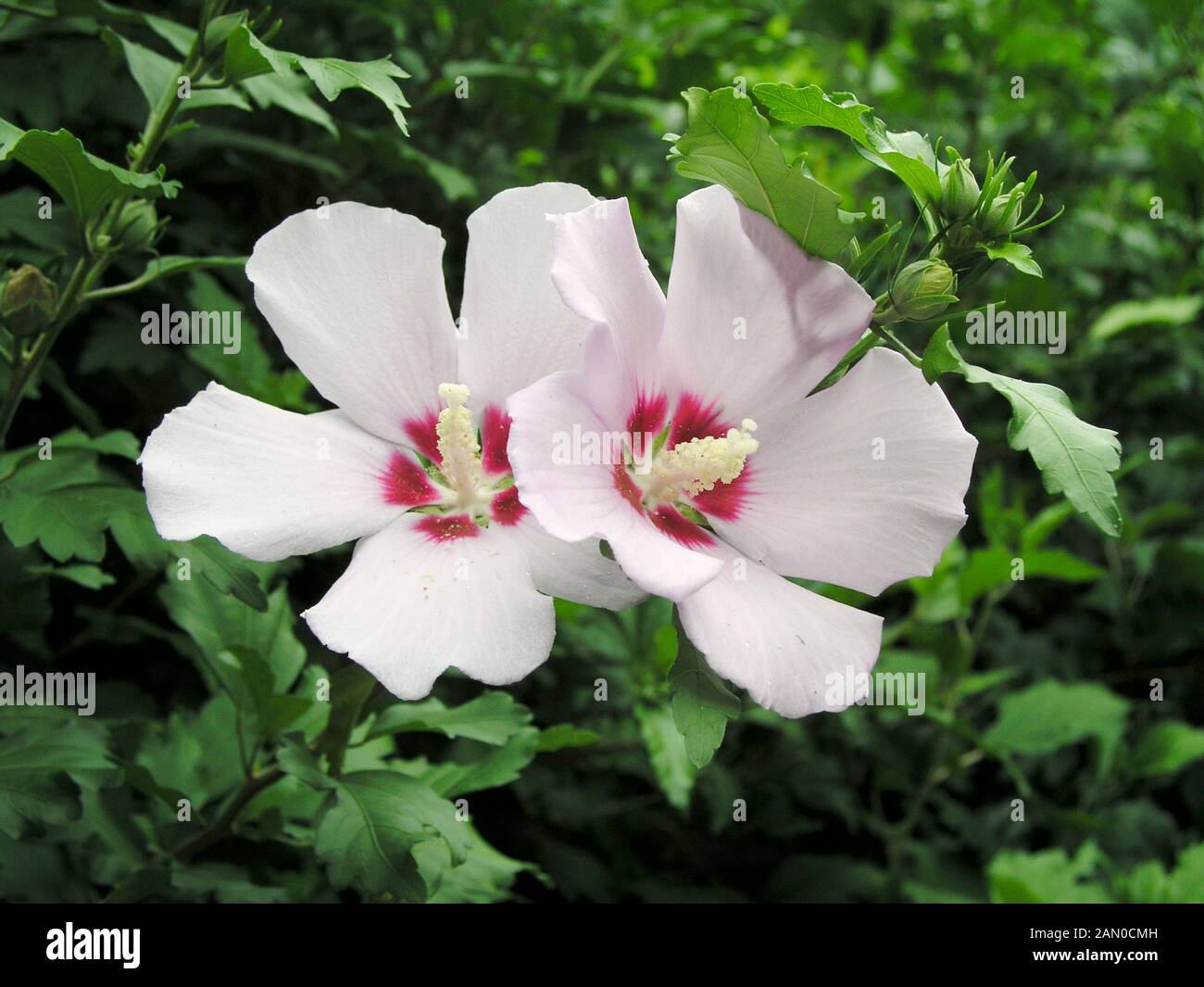 White Red Hibiscus Syriacus Flower Fotografías E Imágenes De Alta