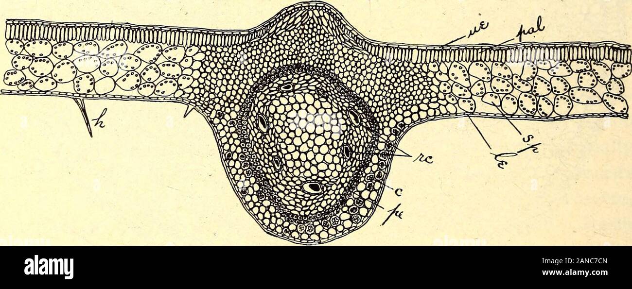 Estructura De La Lignina En La Planta