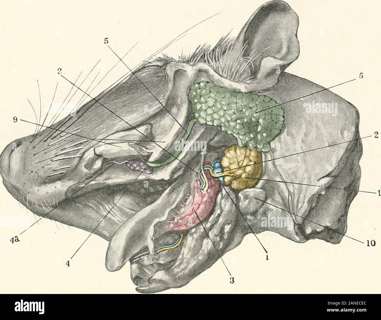 Anatomía De La Glándula Parótida