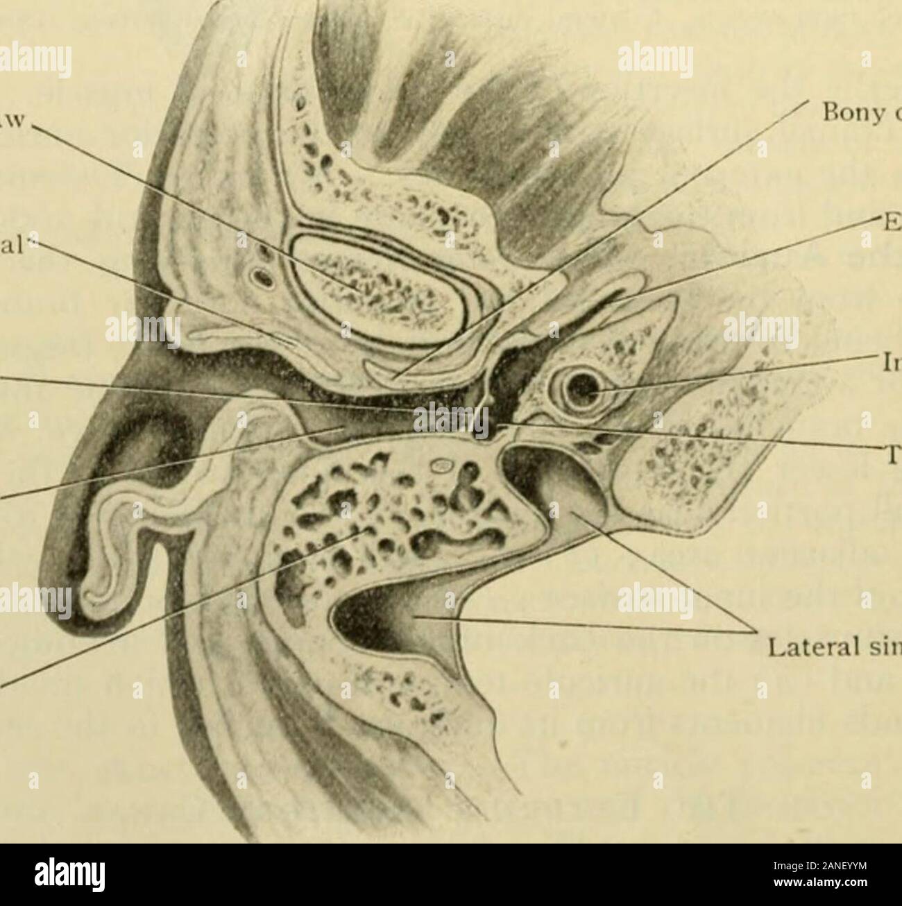 Anatomiadocanalauditivoexterno