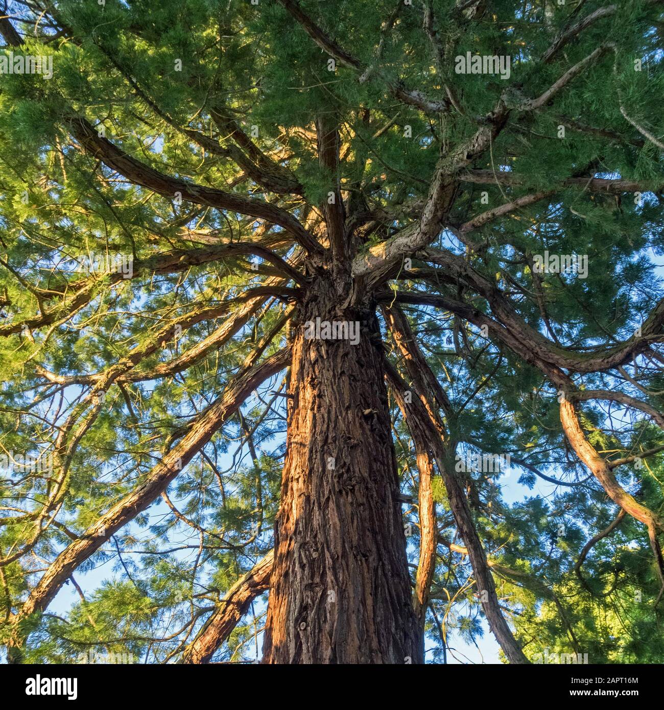 Tatuajedesecuoyacostera