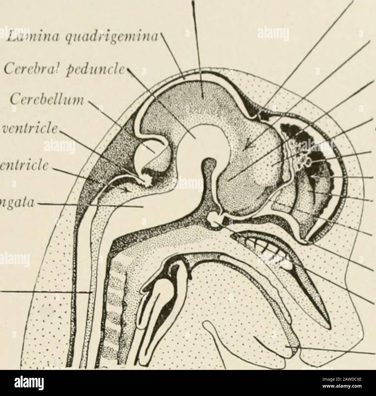 Diagrama De Disección De Cerebro De Rata
