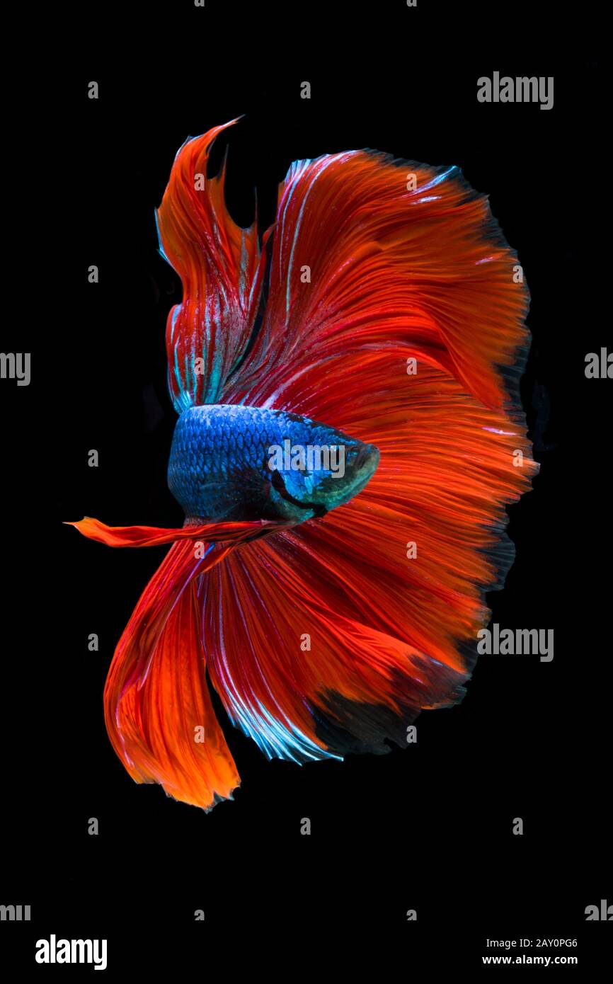 Pez Betta Azul Y Rojo