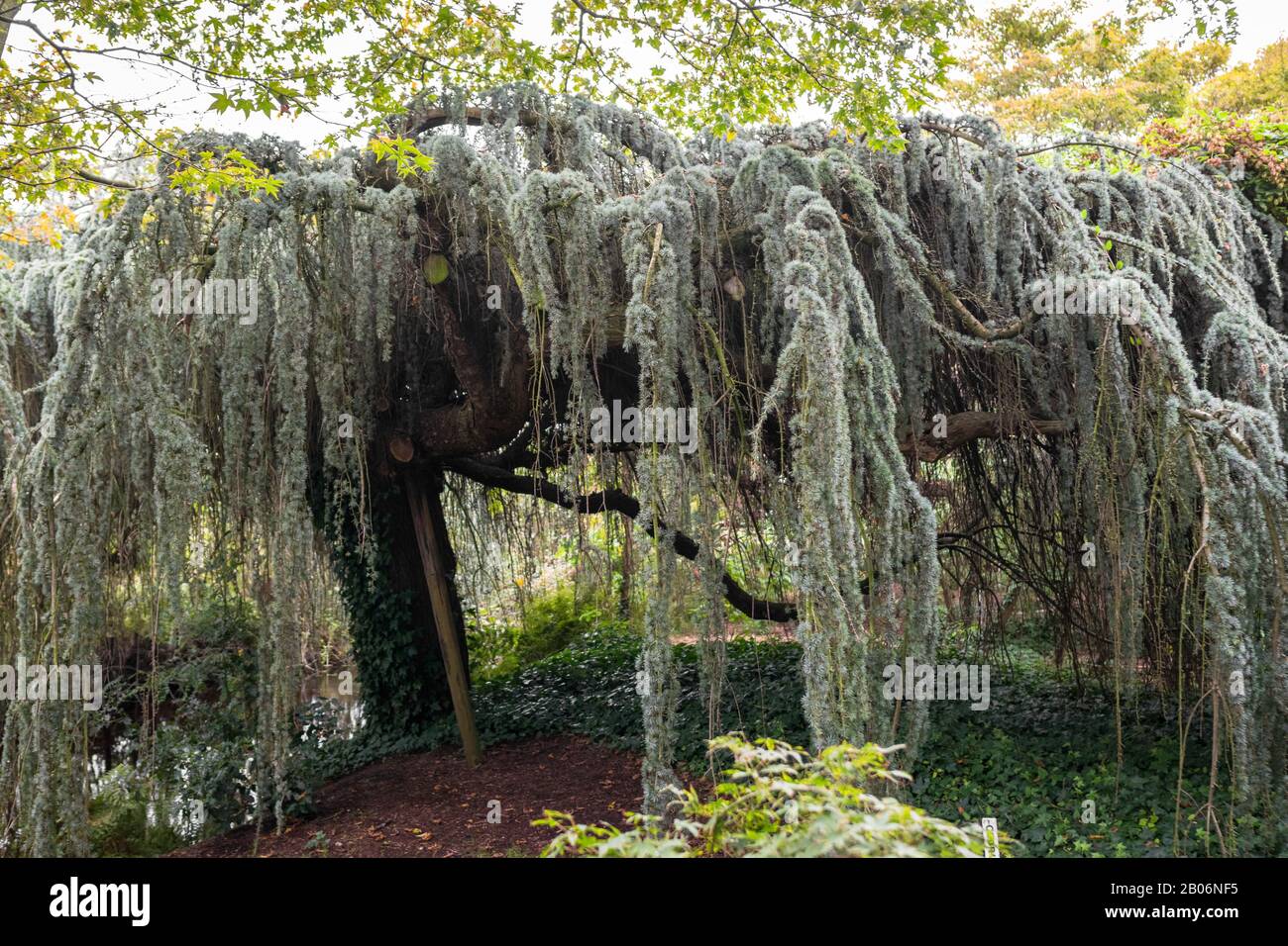 Cedro Azul Del Atlas