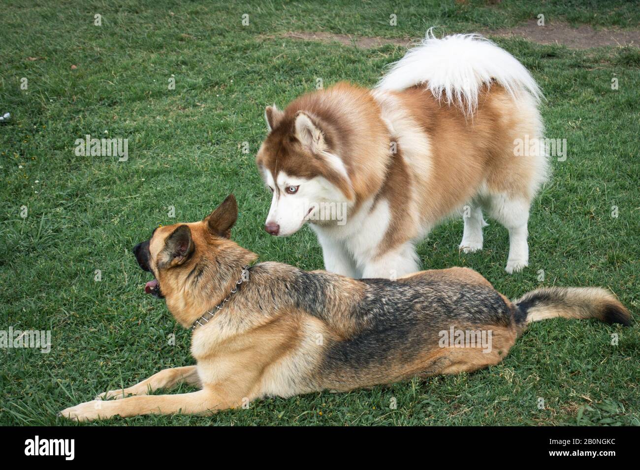 Son Pastores Alemanes Parte Lobo