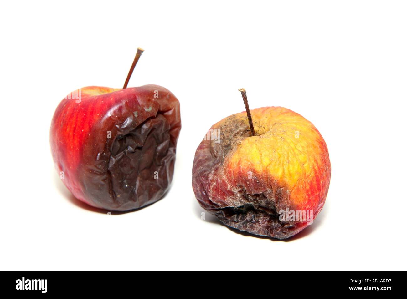 Dos Manzanas Podridas E Incomestibles Aislado Sobre Fondo Blanco