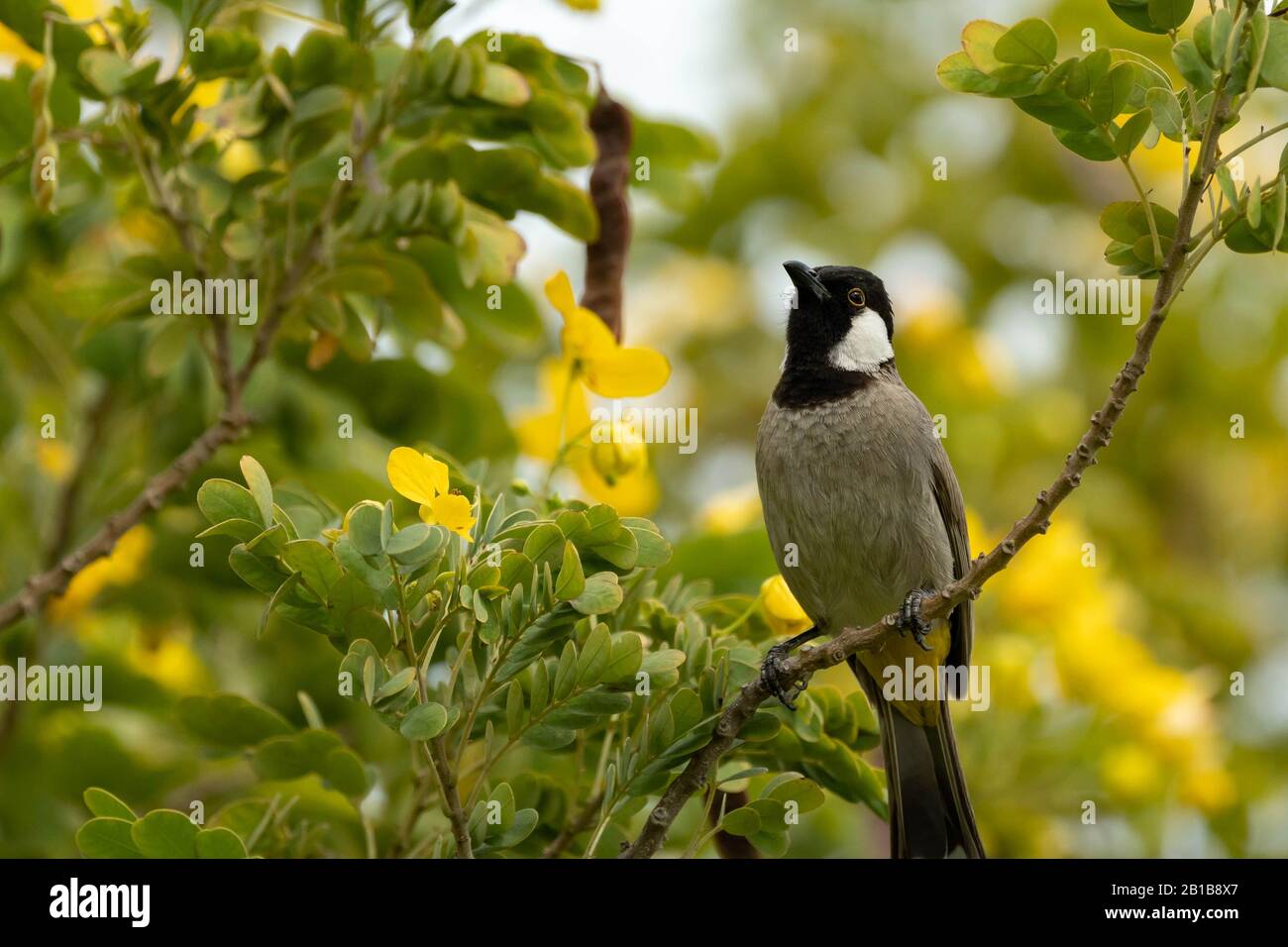 Bulbul de color blanco que se encuentra en el Sheraton Park de Doha ...