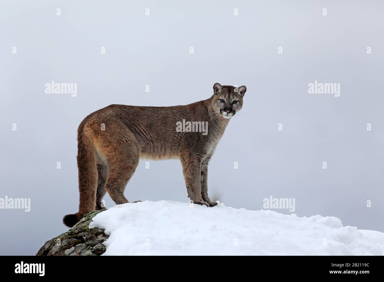 Puma en la nieve fotografías e imágenes de alta resolución - Alamy