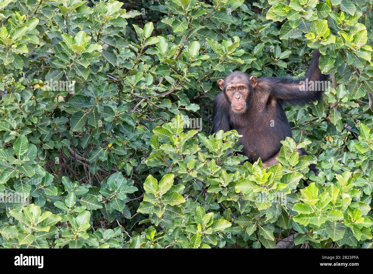 Chimpancé Pan Troglodytes Macho Adulto En Un árbol Proyecto De Rehabilitación De Chimpancé