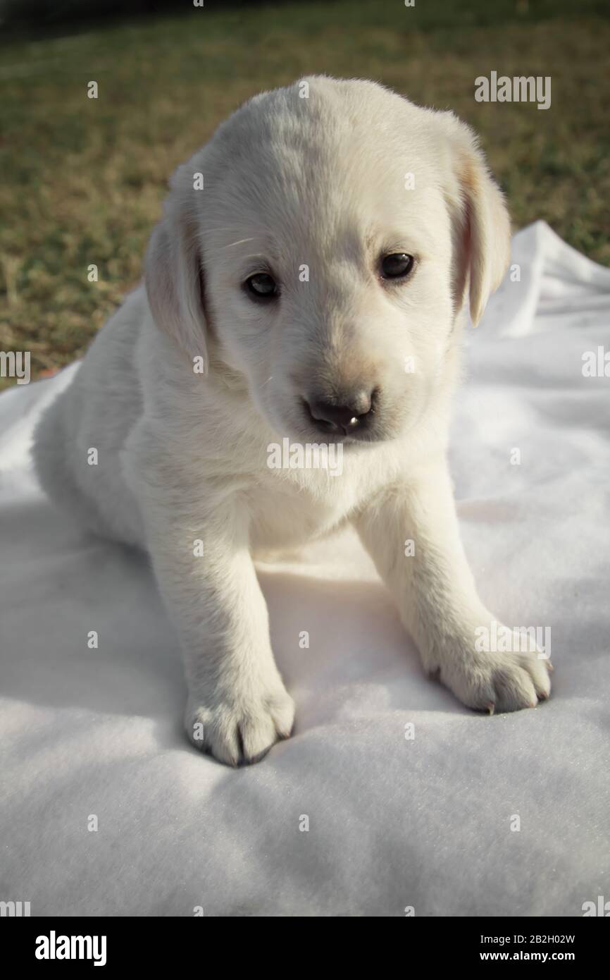 Perros Labradores Recien Nacidos