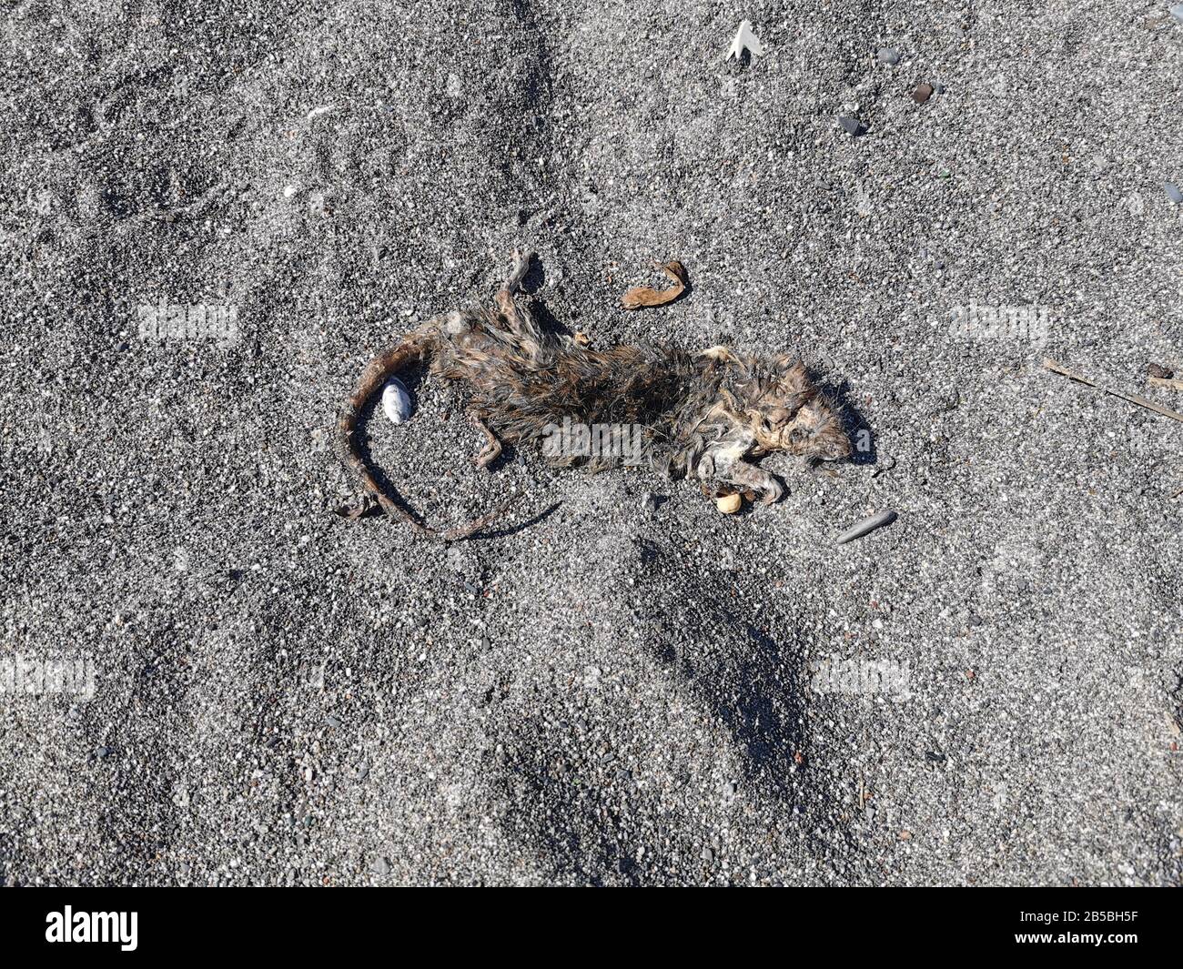 Rata Muerta Rock Fotos e Imágenes de stock - Alamy