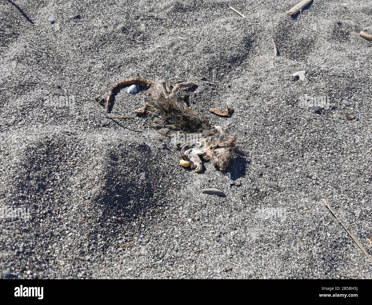 Rata muerta rock fotografías e imágenes de alta resolución - Alamy