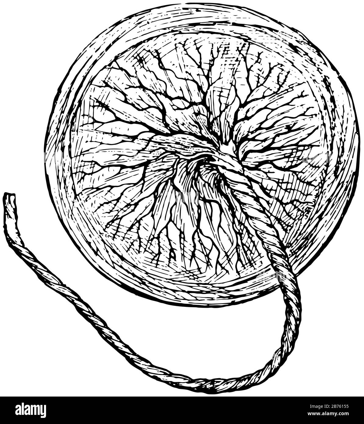 Shiny Schultz Placenta