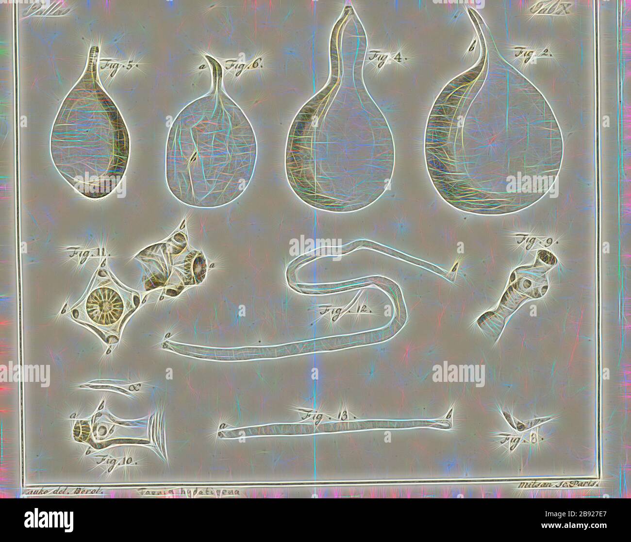 Fotos De Tenias En Humanos