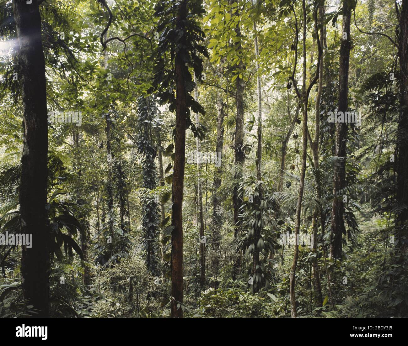 Bosque pluvial montano fotografías e imágenes de alta resolución - Alamy