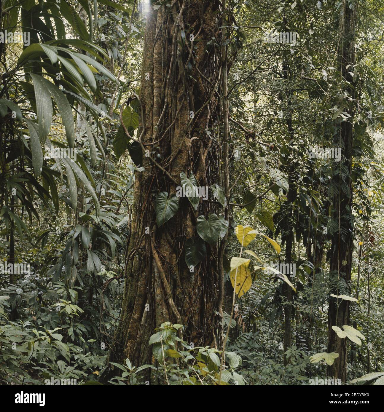 Bosque pluvial montano fotografías e imágenes de alta resolución - Alamy