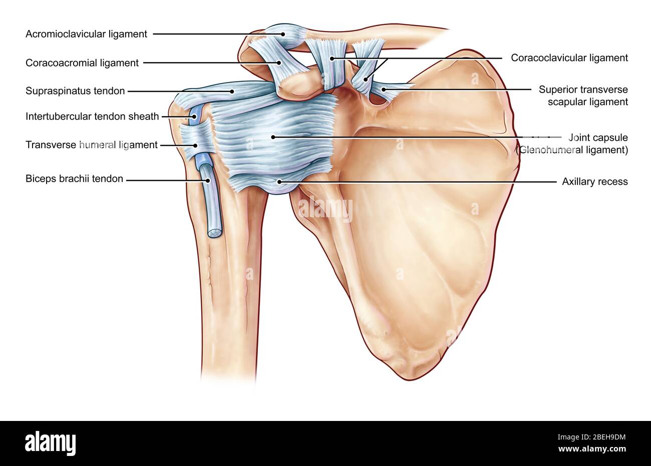 Ligamento Transverso Del Hombro