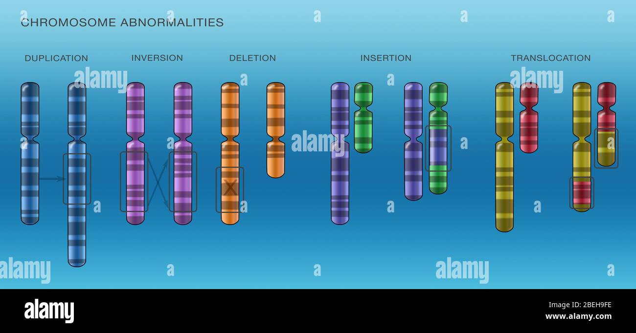 Cuatro Tipos De Mutaciones Cromosómicas Mutaciones Numéricas » Blog