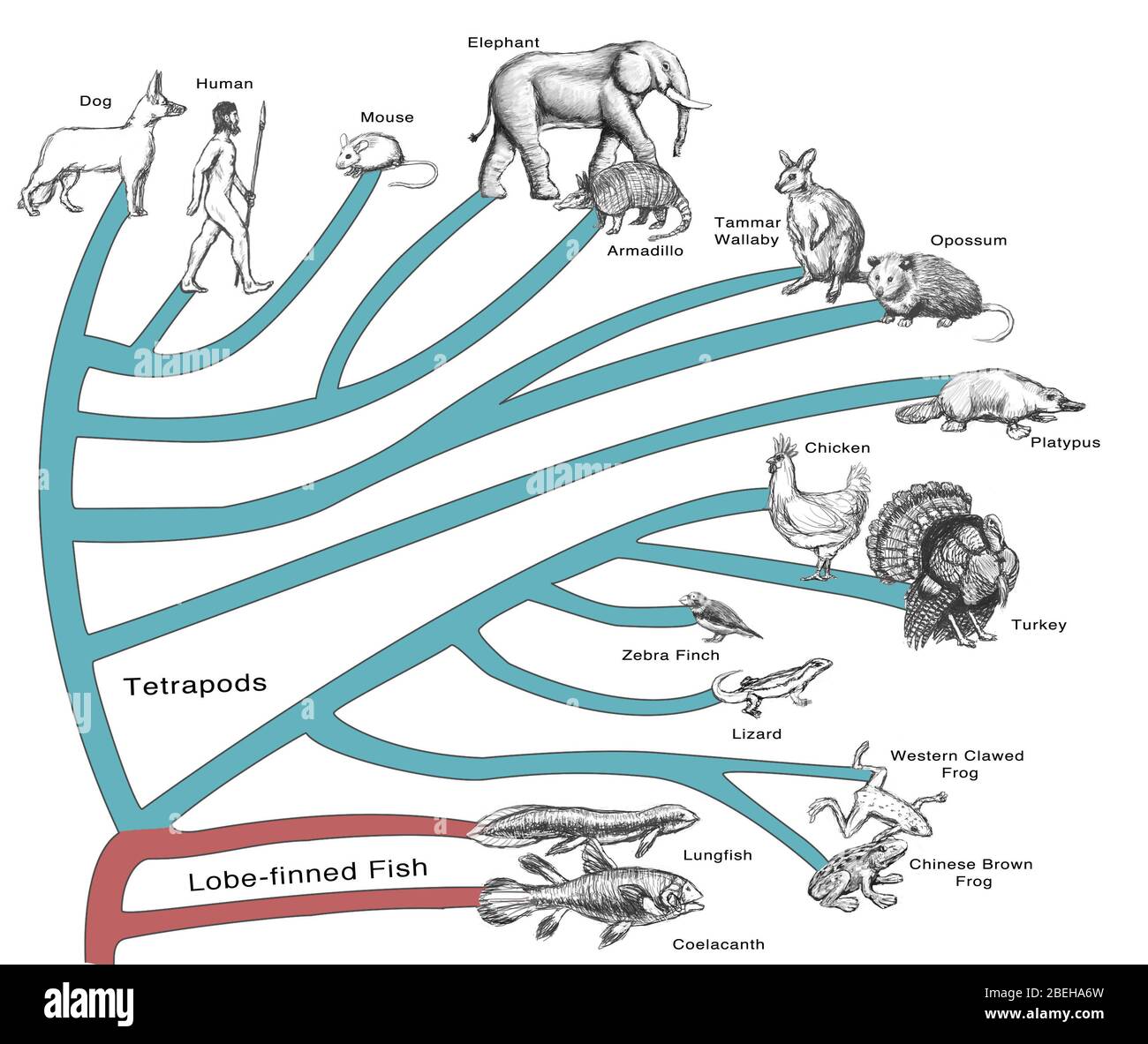 Diagrama De Arbol Fotografias E Imagenes De Alta Resolucion Alamy Images