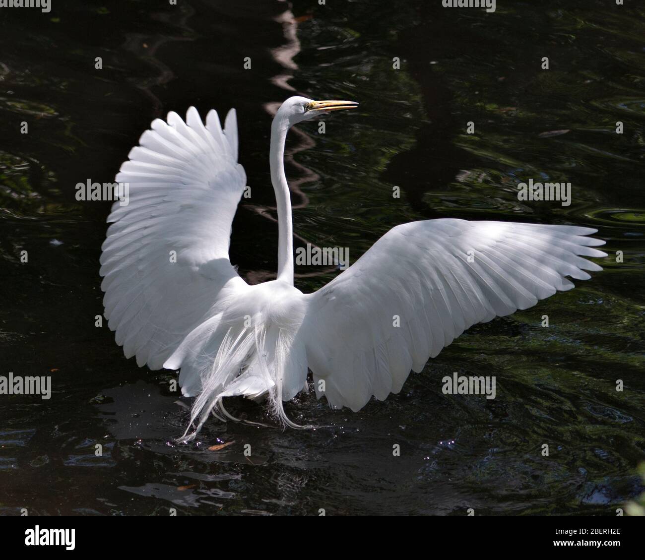 Gran Garceta Blanca Bird Ver Perfil De Cerca En El Agua Con Alas Con Un