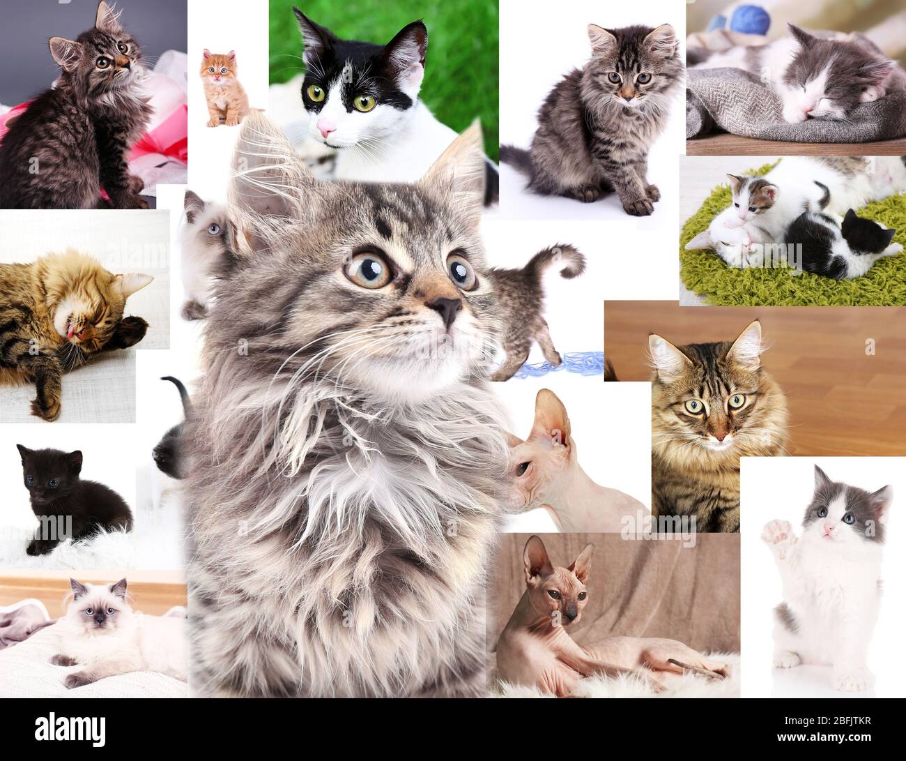 Collage De Gatos Guerreros