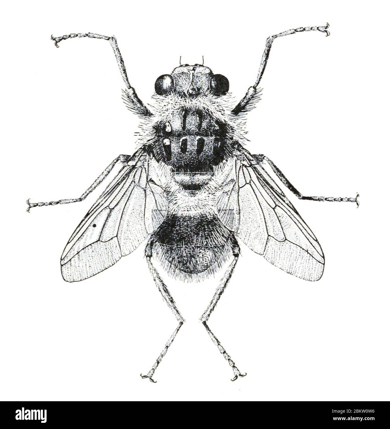 Hypoderma Lineatum Fotografías E Imágenes De Alta Resolución Alamy