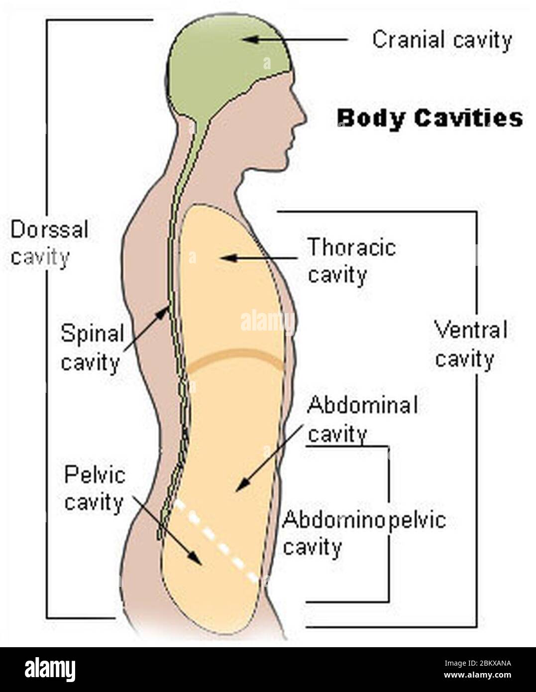 Cavidades Y órganos Del Cuerpo