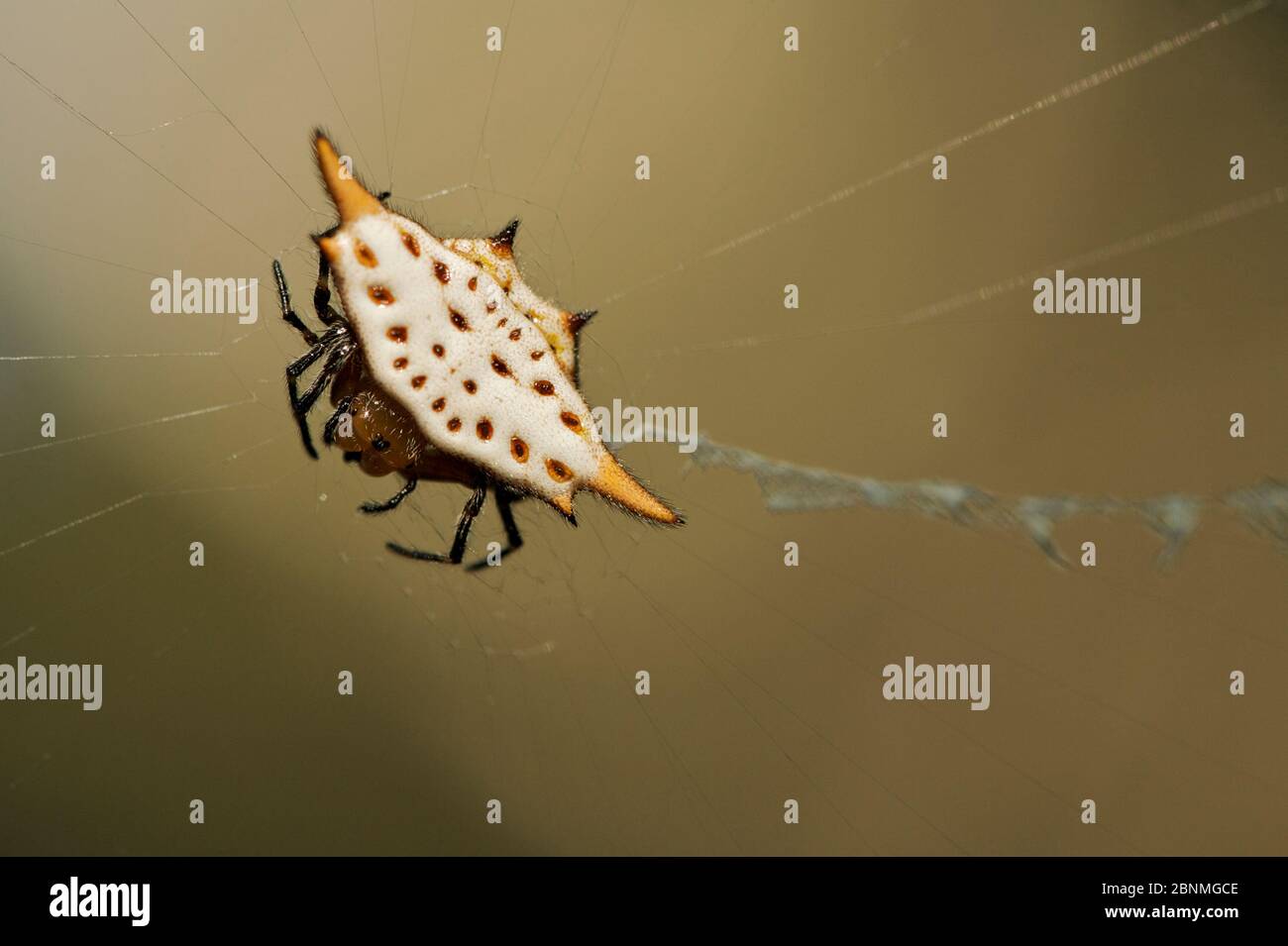 Spider gasteracantha sp fotografías e imágenes de alta resolución - Alamy