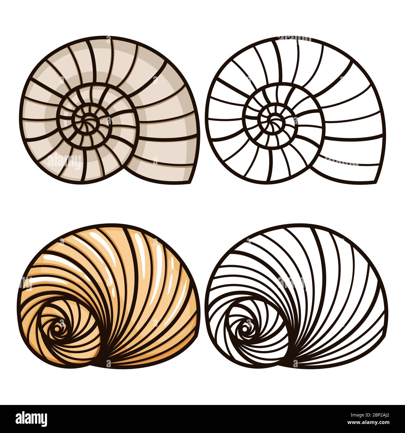 Caracol De Mar Para Colorear