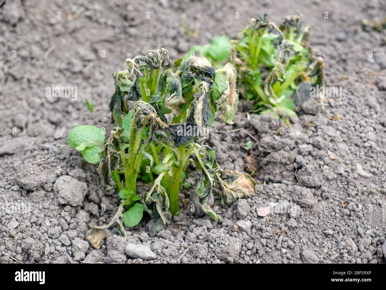 Planta De Papa Dañada Fotografías E Imágenes De Alta Resolución Alamy