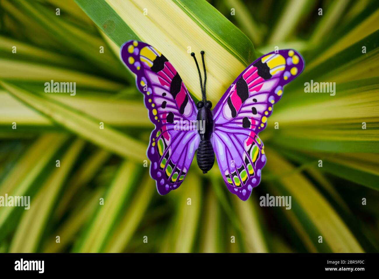 Mariposas Reales Volando