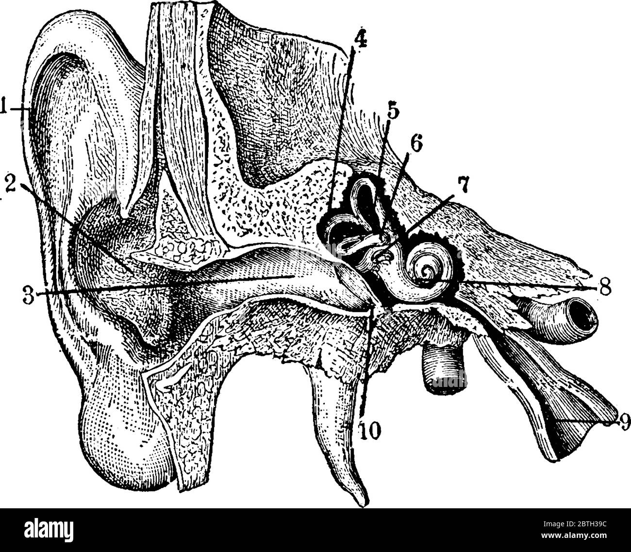 Diagrama que muestra la anatomía del oído externo e interno, dibujo de ... Diagrama que muestra la anatomía del oído externo e interno, dibujo de ...