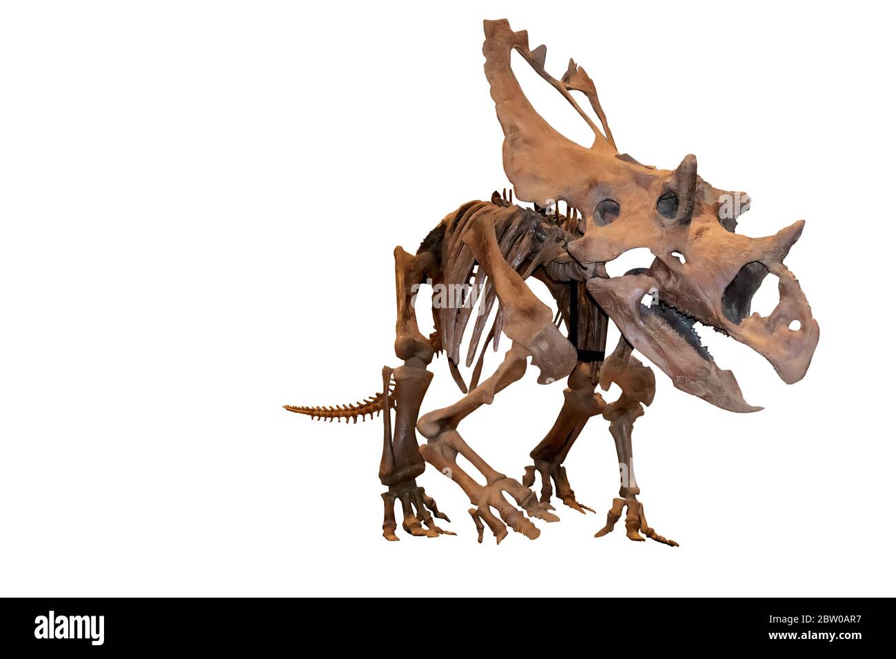 Utahceratops Wikipedia