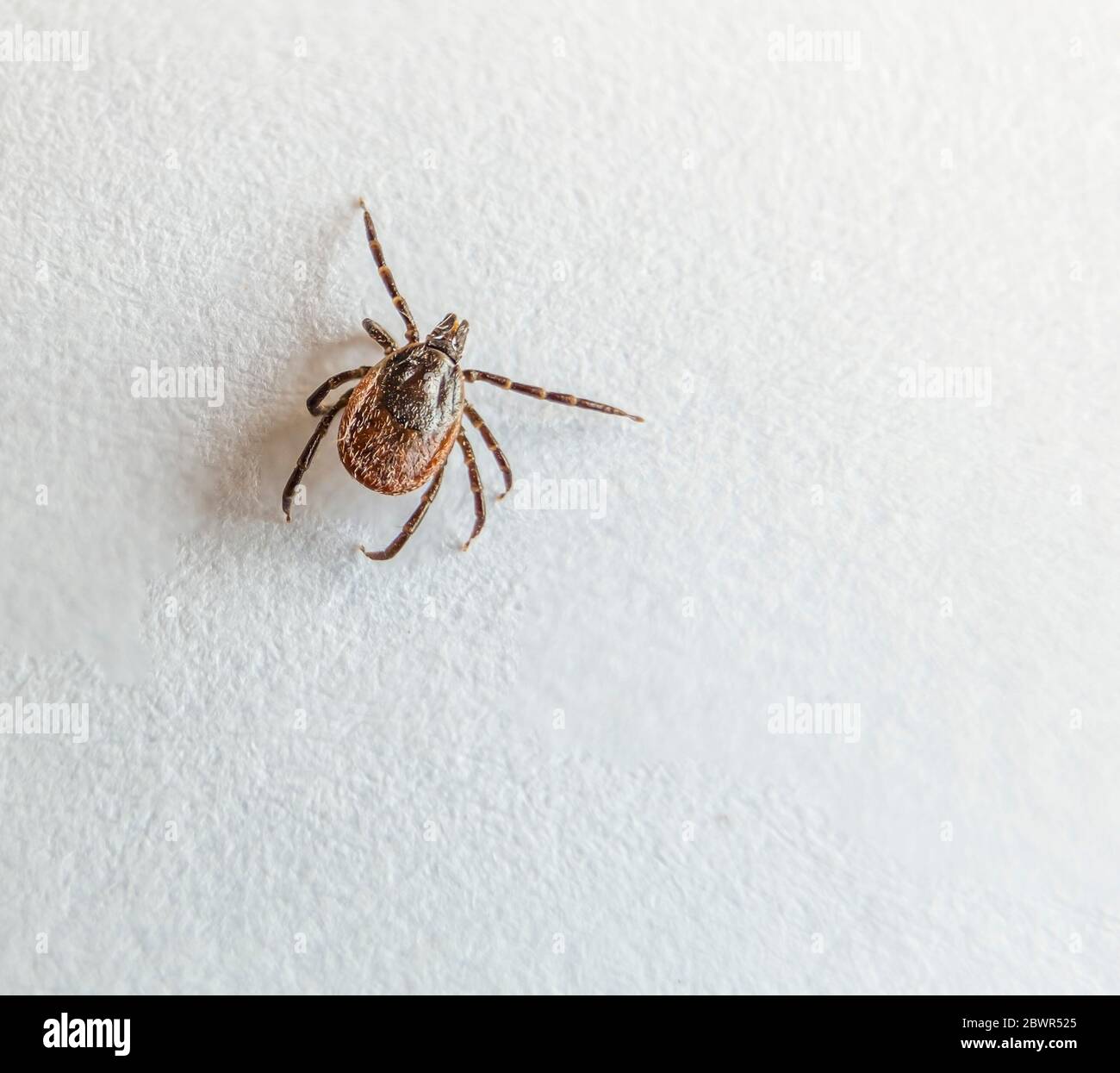 Garrapatas De Perro Vs Garrapatas De Venado