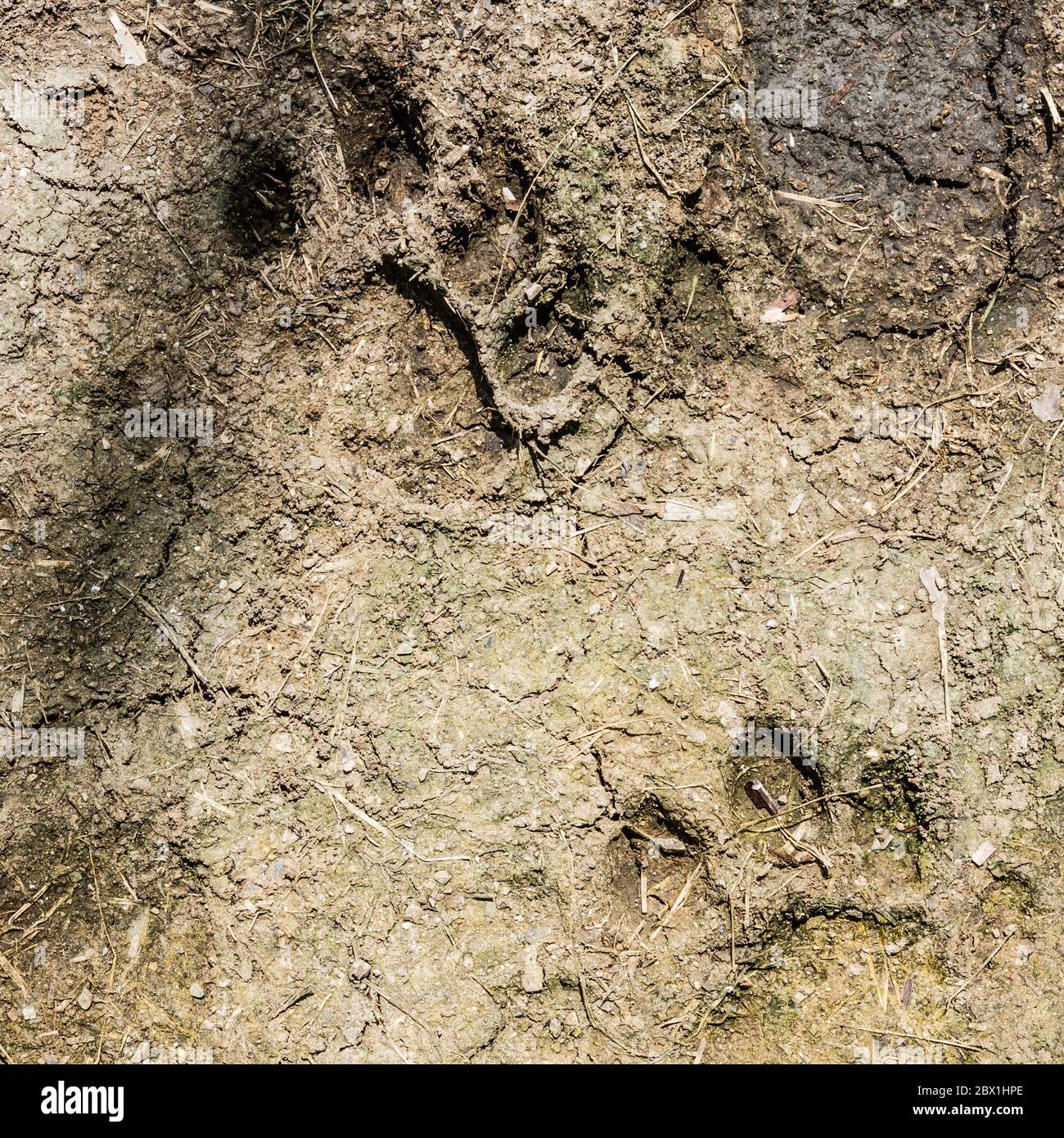 Seguimiento De Tigre Fotografías E Imágenes De Alta Resolución Alamy