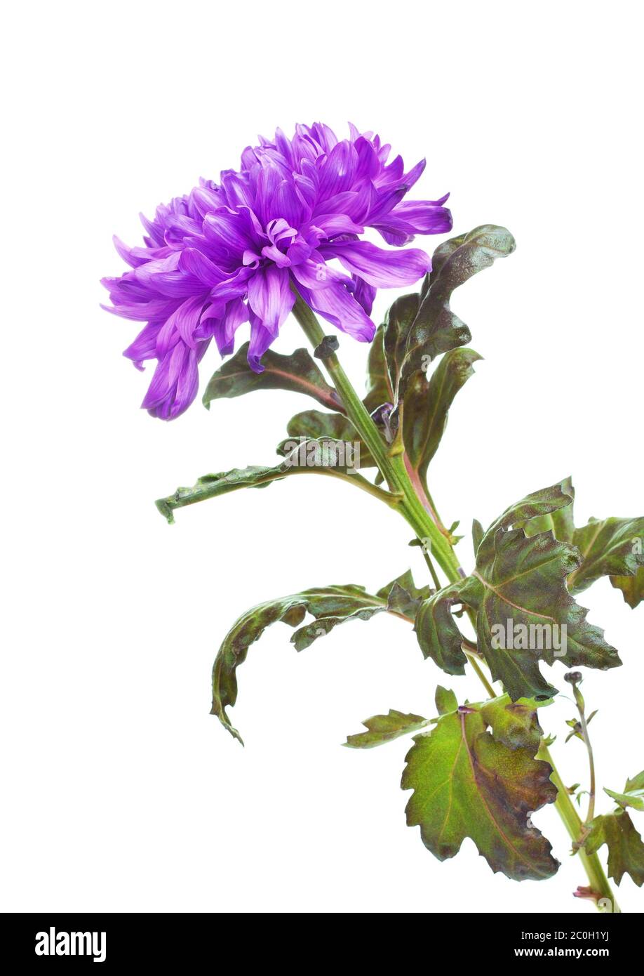 Flor De Crisantemo Morado