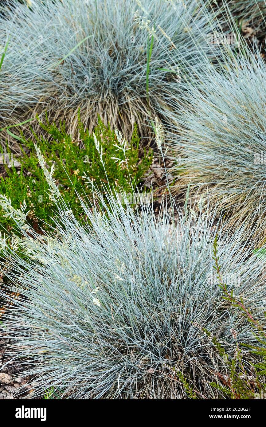 Festuca ovina glauca fotografías e imágenes de alta resolución - Alamy
