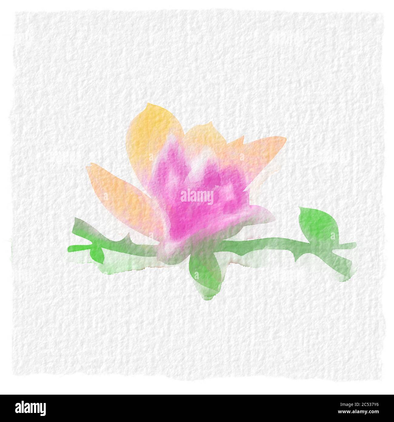 Plantilla De Flores Acuarela Imágenes Recortadas De Stock Alamy