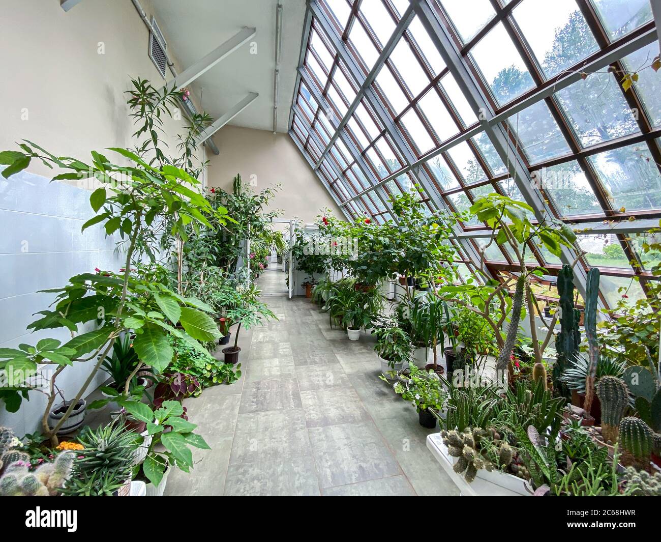 Vista Interior Del Invernadero