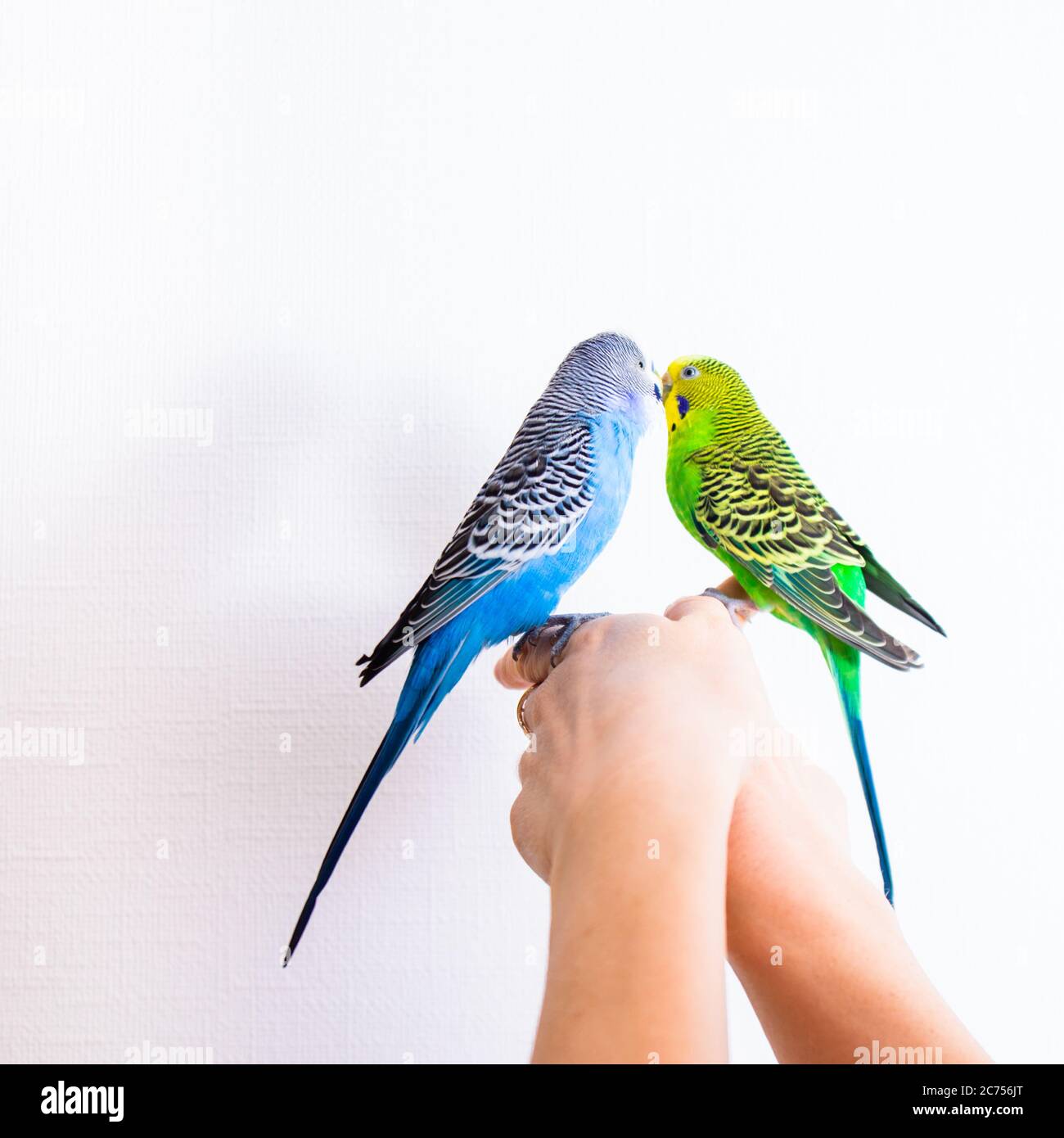 Lorito Loro En La Tierra