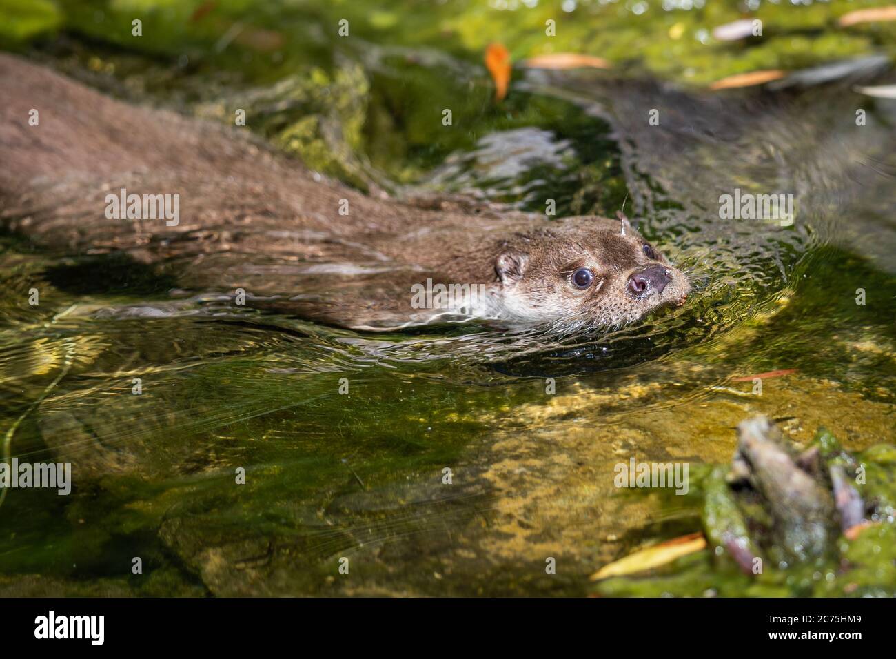 40 Nutria Nadando Hd
