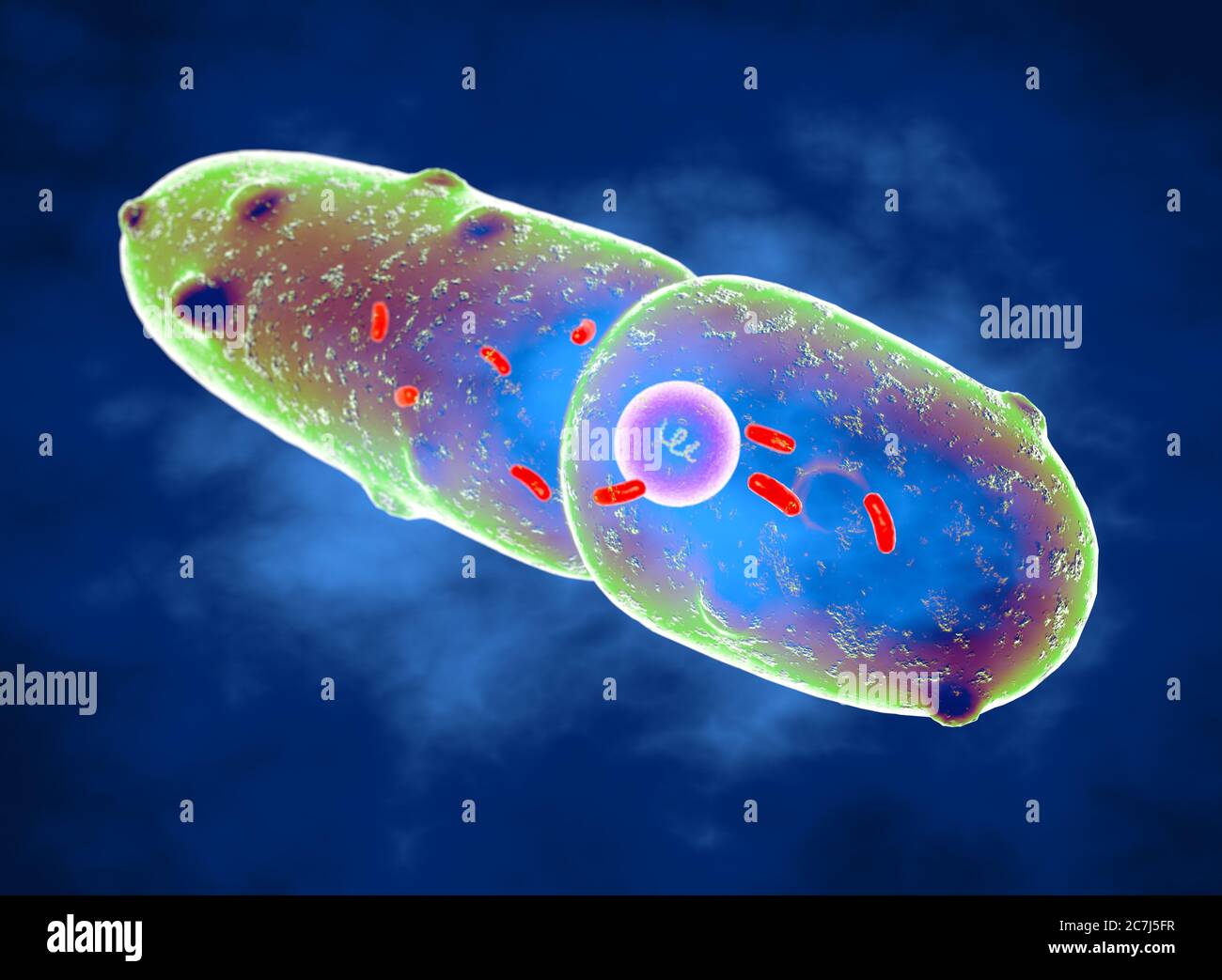 Is Klebsiella Uti Common at Declan Thwaites blog