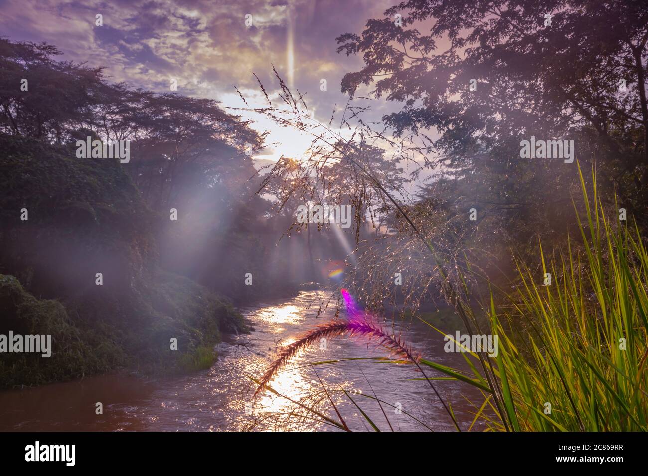 Vista Al Amanecer Del Río Ishasha Con árboles Creciendo Y Las