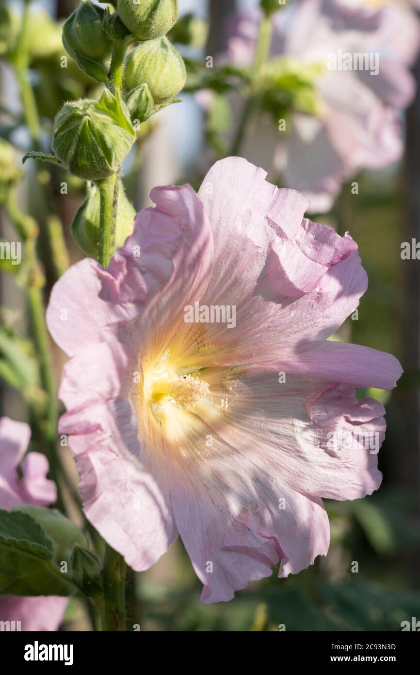 Un Hollyhock rosa suave (Alcea rosea) creciendo en un jardín austriaco ... Un Hollyhock rosa suave (Alcea rosea) creciendo en un jardín austriaco ...