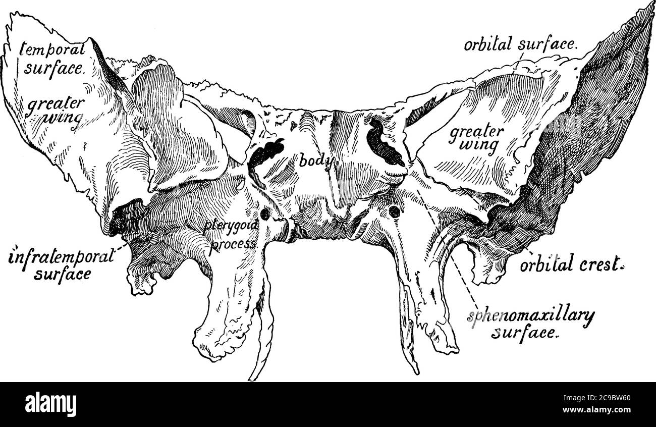 🥇 HUESO ESFENOIDES, Anatomía. Fácil, Rápido y Sencillo YouTube