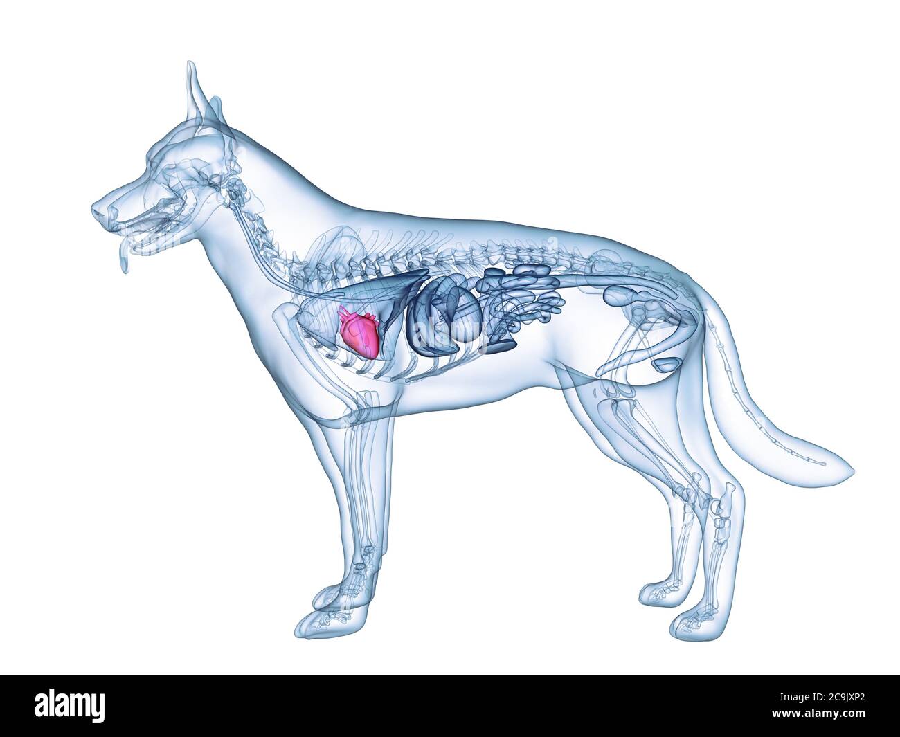 De Que Lado Del Cuerpo Es El Corazon De Un Perro