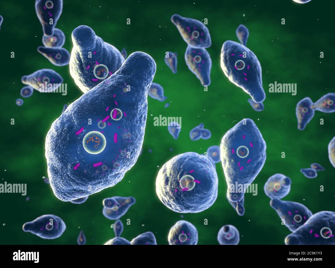 Bacterias Botulismo Ilustración De La Bacteria Del Botulismo