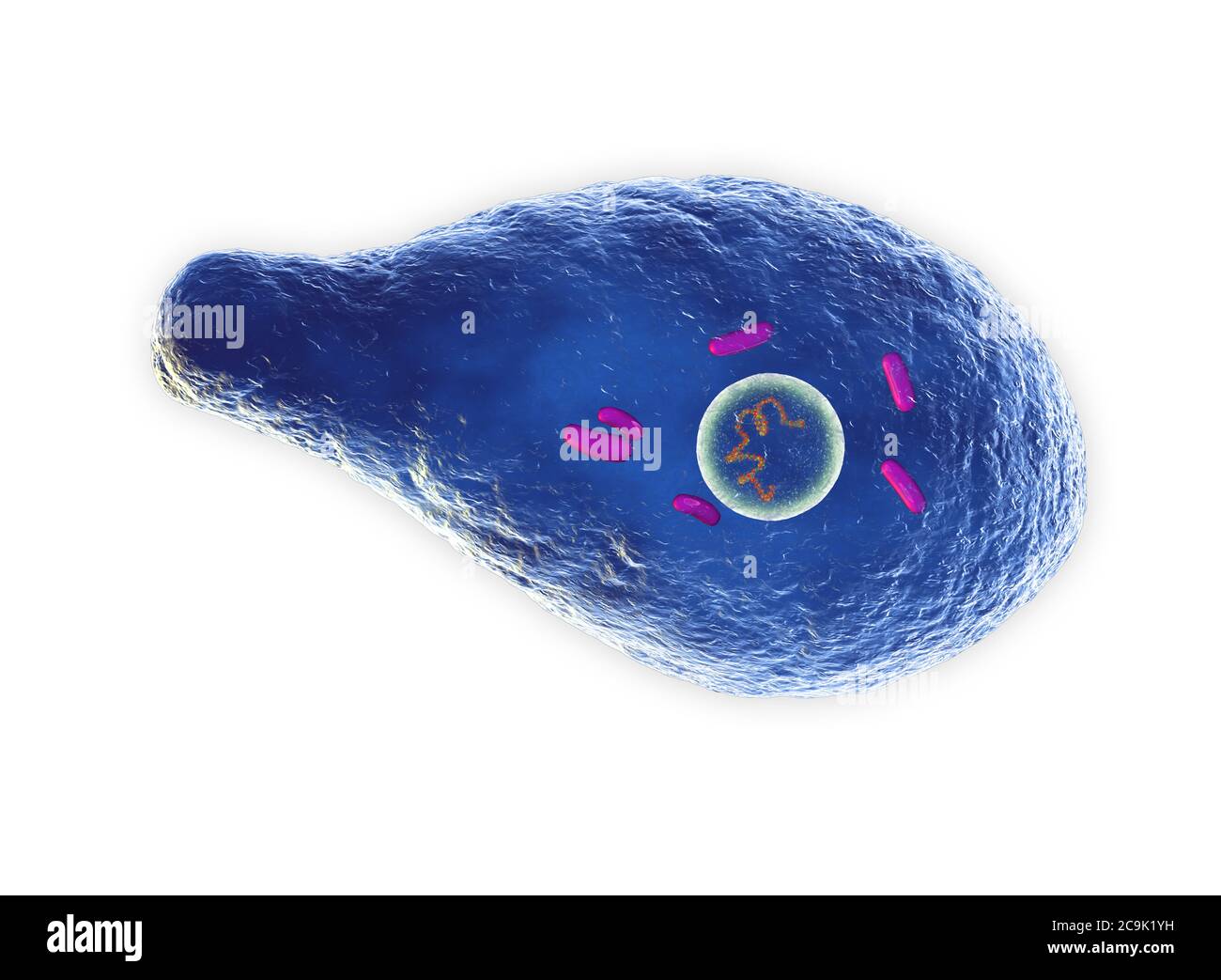 Bacteria Del Botulismo Ilustración De La Bacteria Del Botulismo